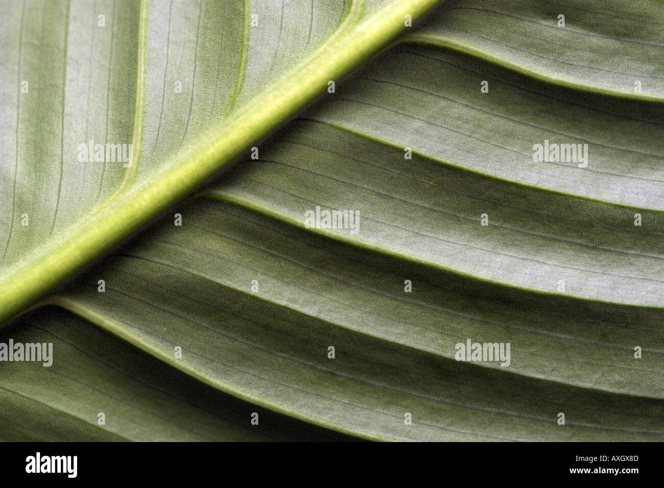 backside of leaf showing veins Stock Photo - Alamy