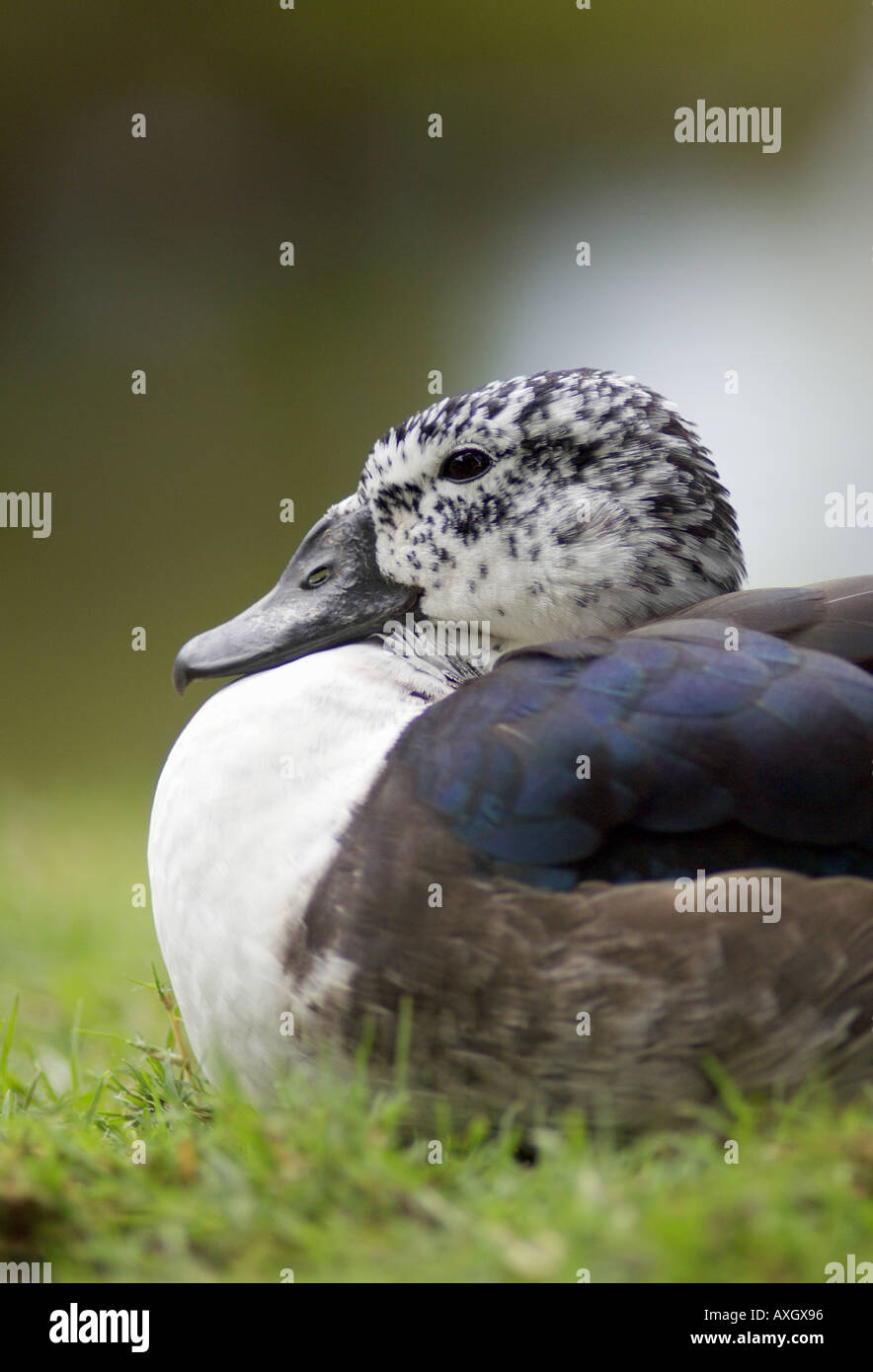 Mauritius duck hi-res stock photography and images - Alamy