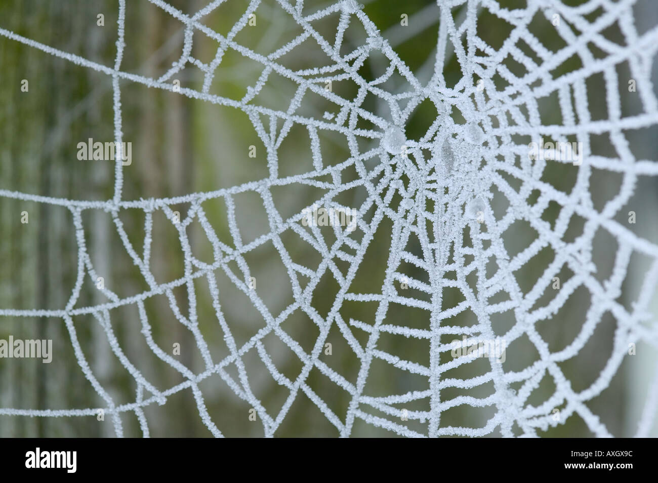 a frozen spiders web Stock Photo - Alamy