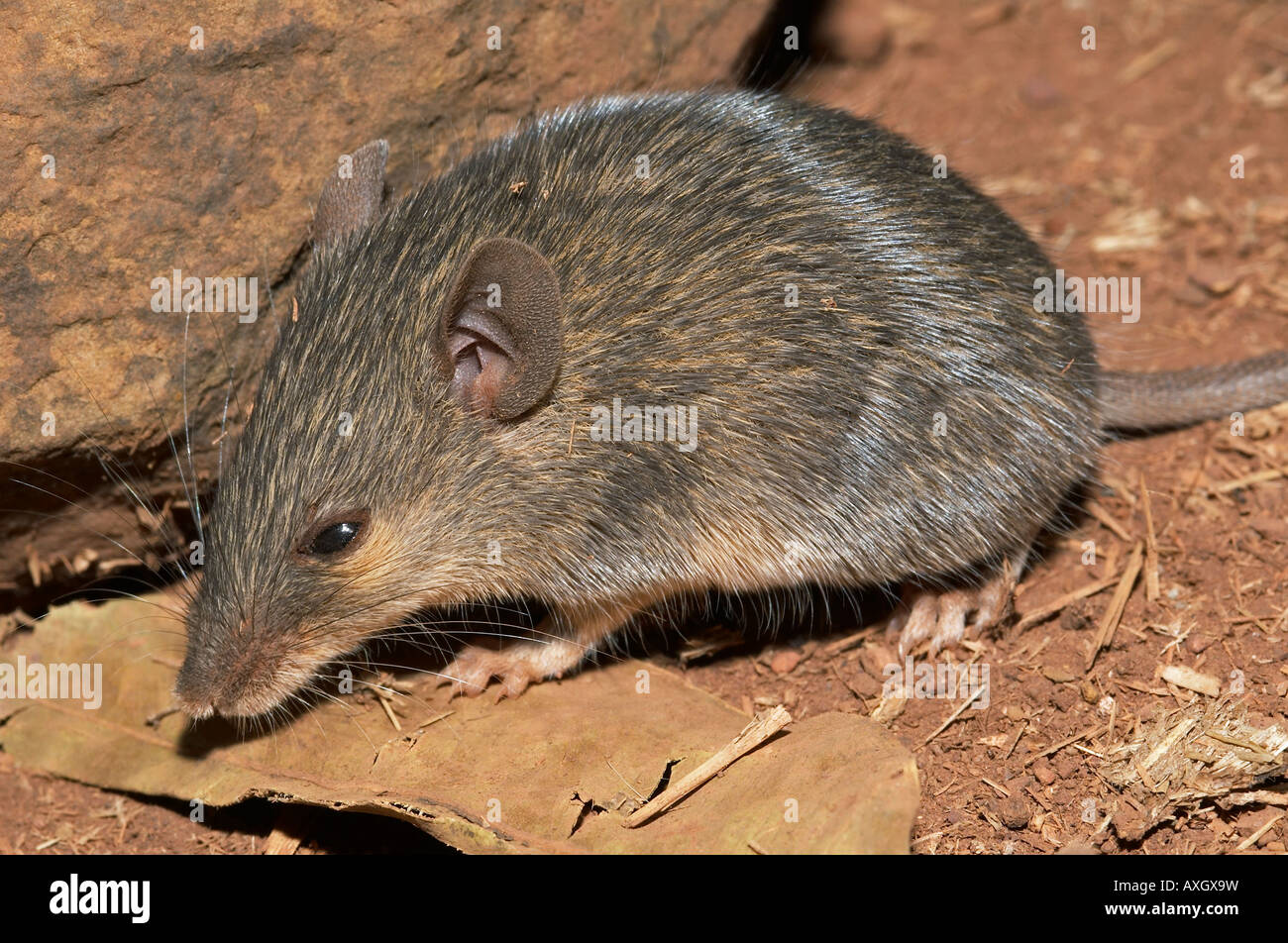 MAMMAL. Mus budoga Field mouse. Photographed in Matheran, Maharashtra ...