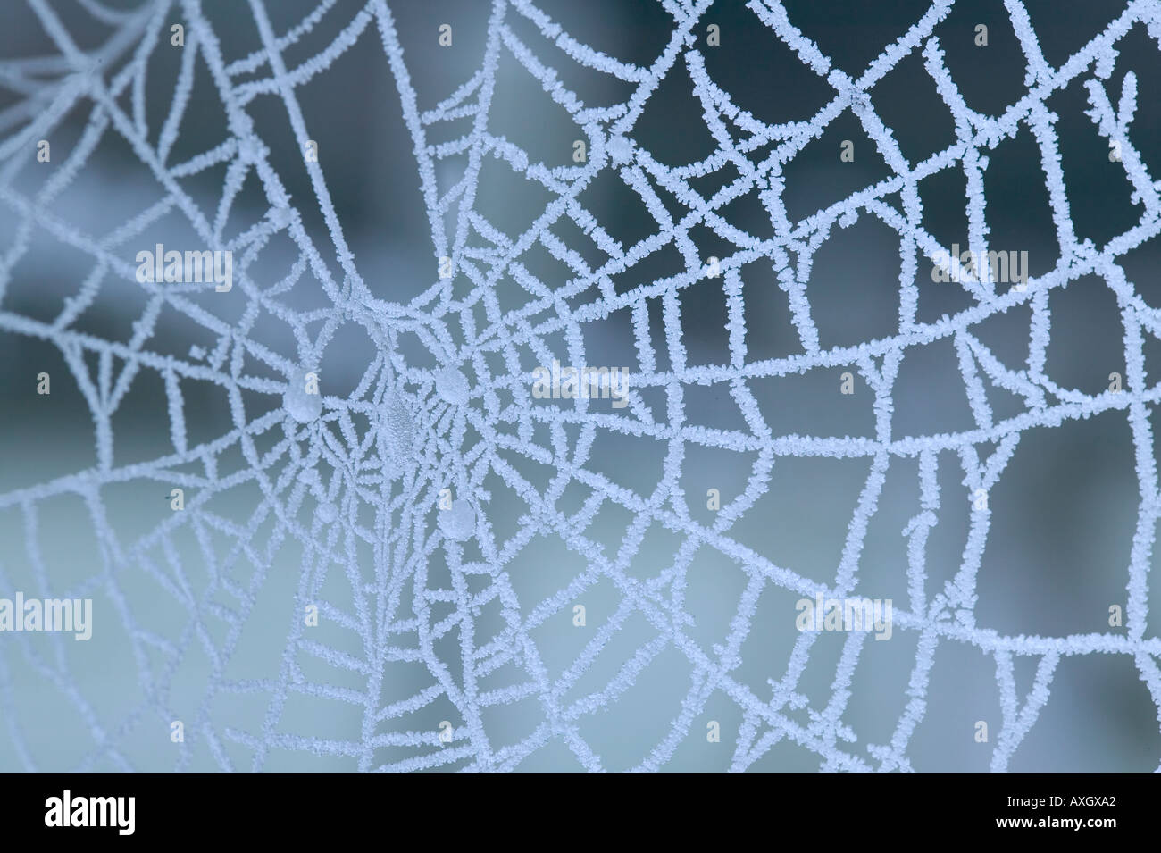 Web frozen hi-res stock photography and images - Alamy