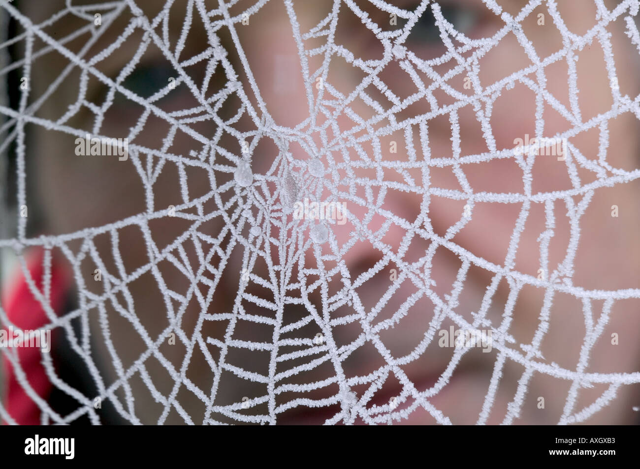 Spiders face hi-res stock photography and images - Alamy