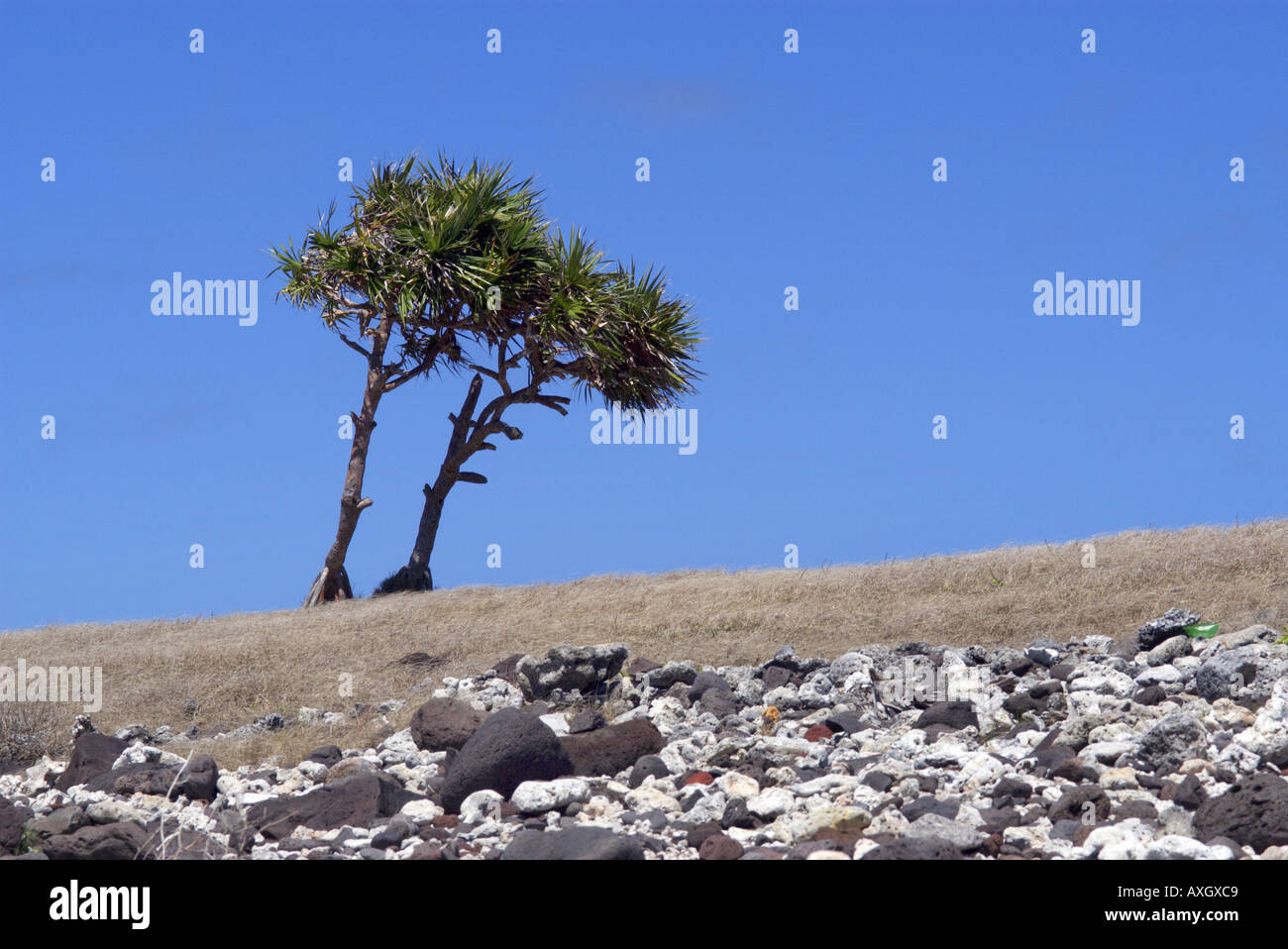 Vacoas plant tree hi-res stock photography and images - Alamy