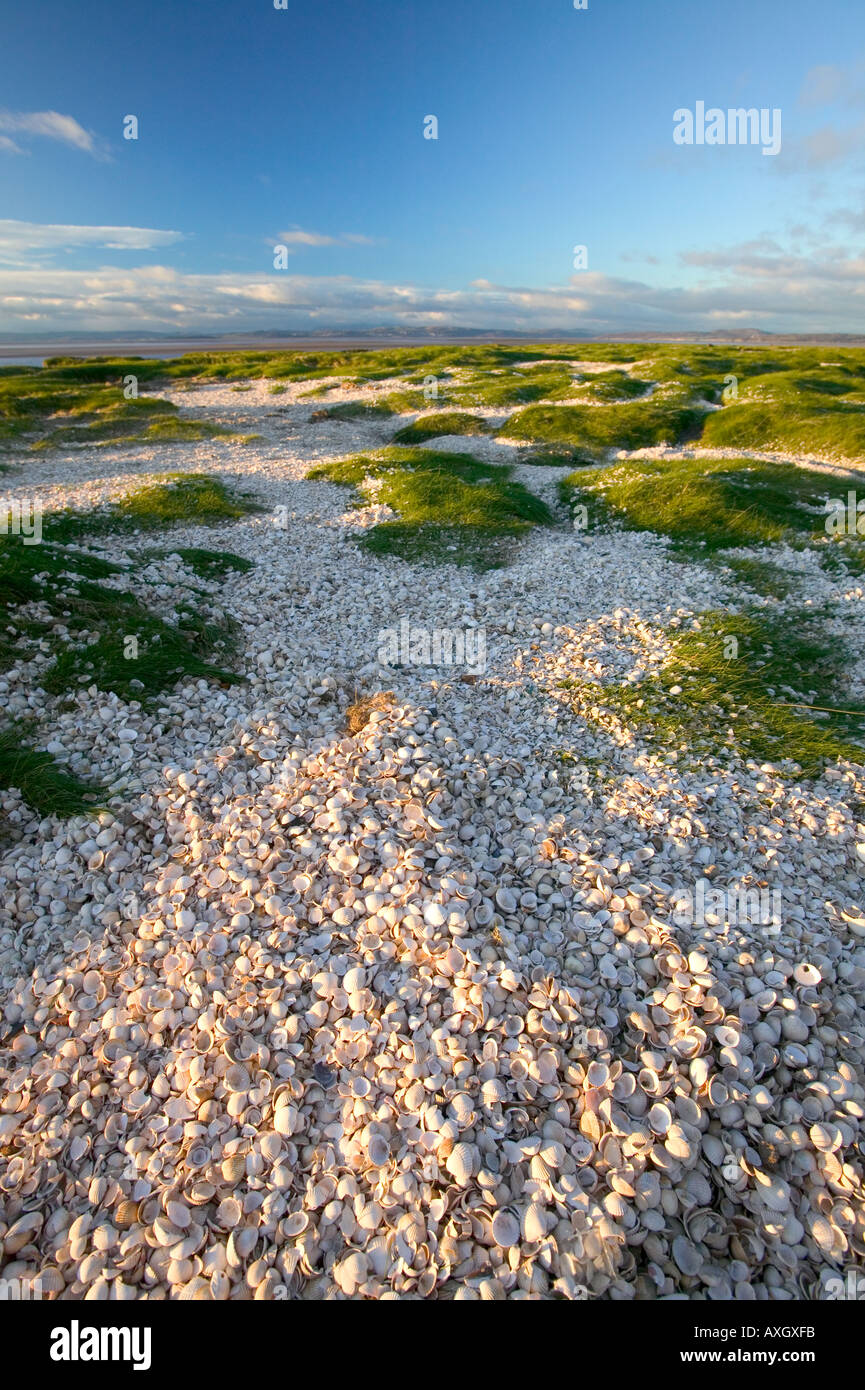 cockle shells washed up on salt marsh at Hest Bank, Morecambe Bay Stock ...