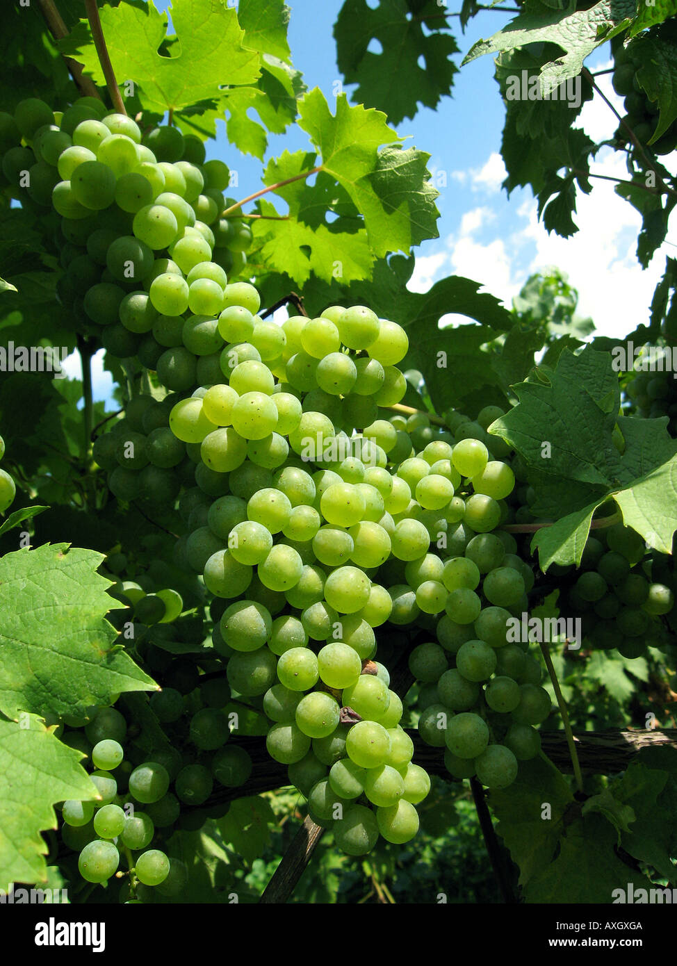 Grapes leave hi-res stock photography and images - Alamy
