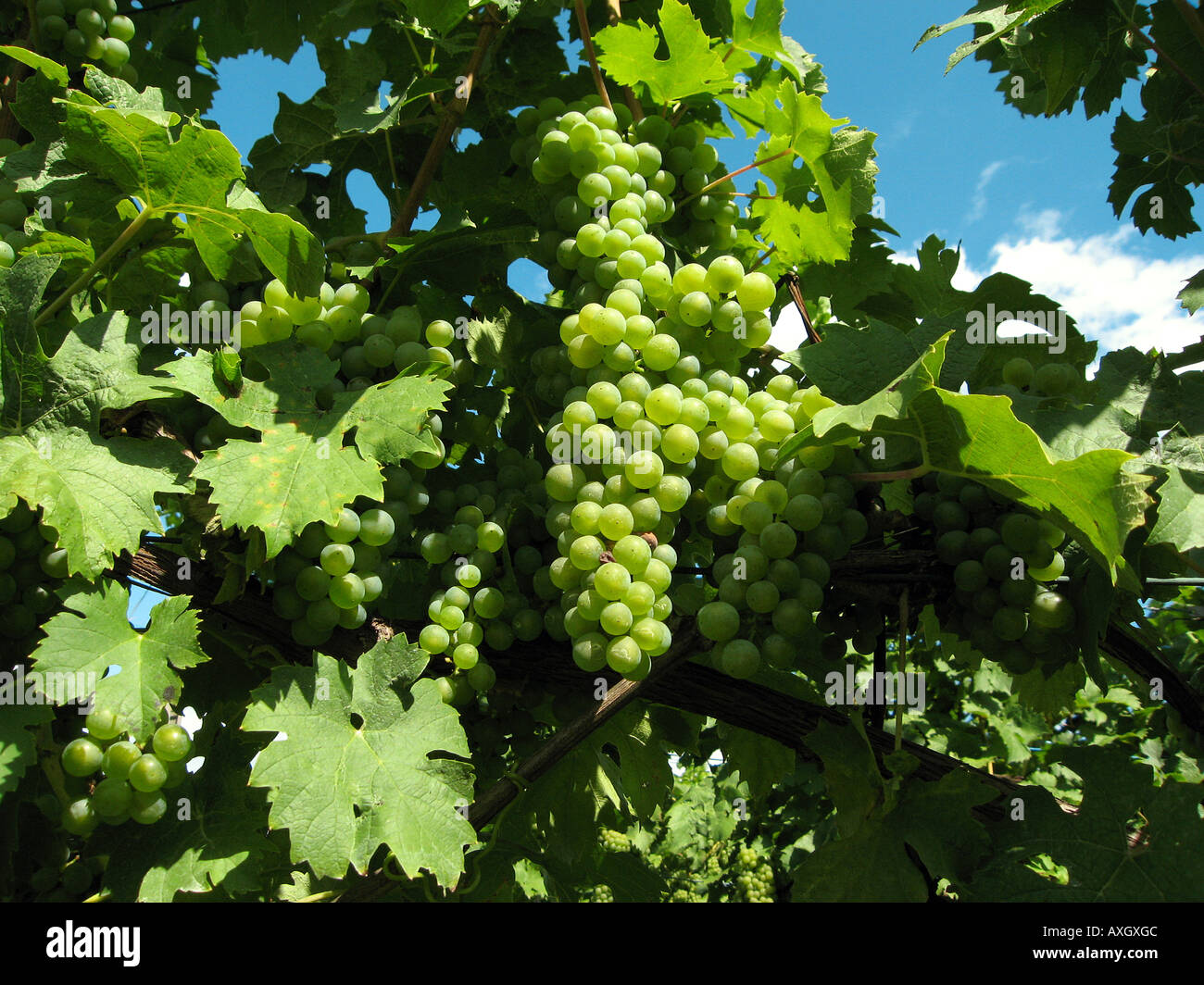 Rote weintrauben hi-res stock photography and images - Alamy