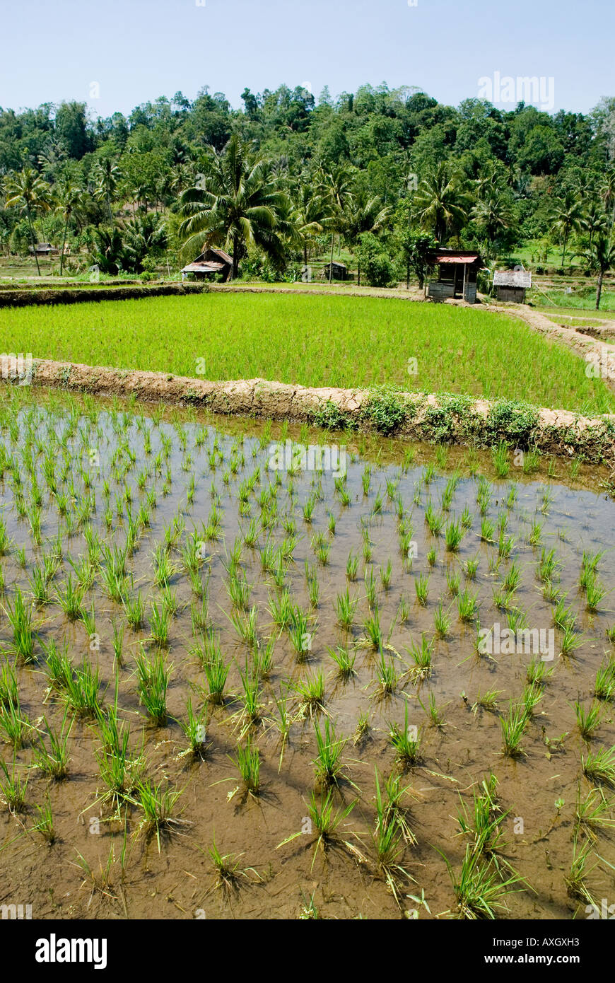 Rice cultivation paddy fields Minahasa Highlands Sulawesi Utara North ...