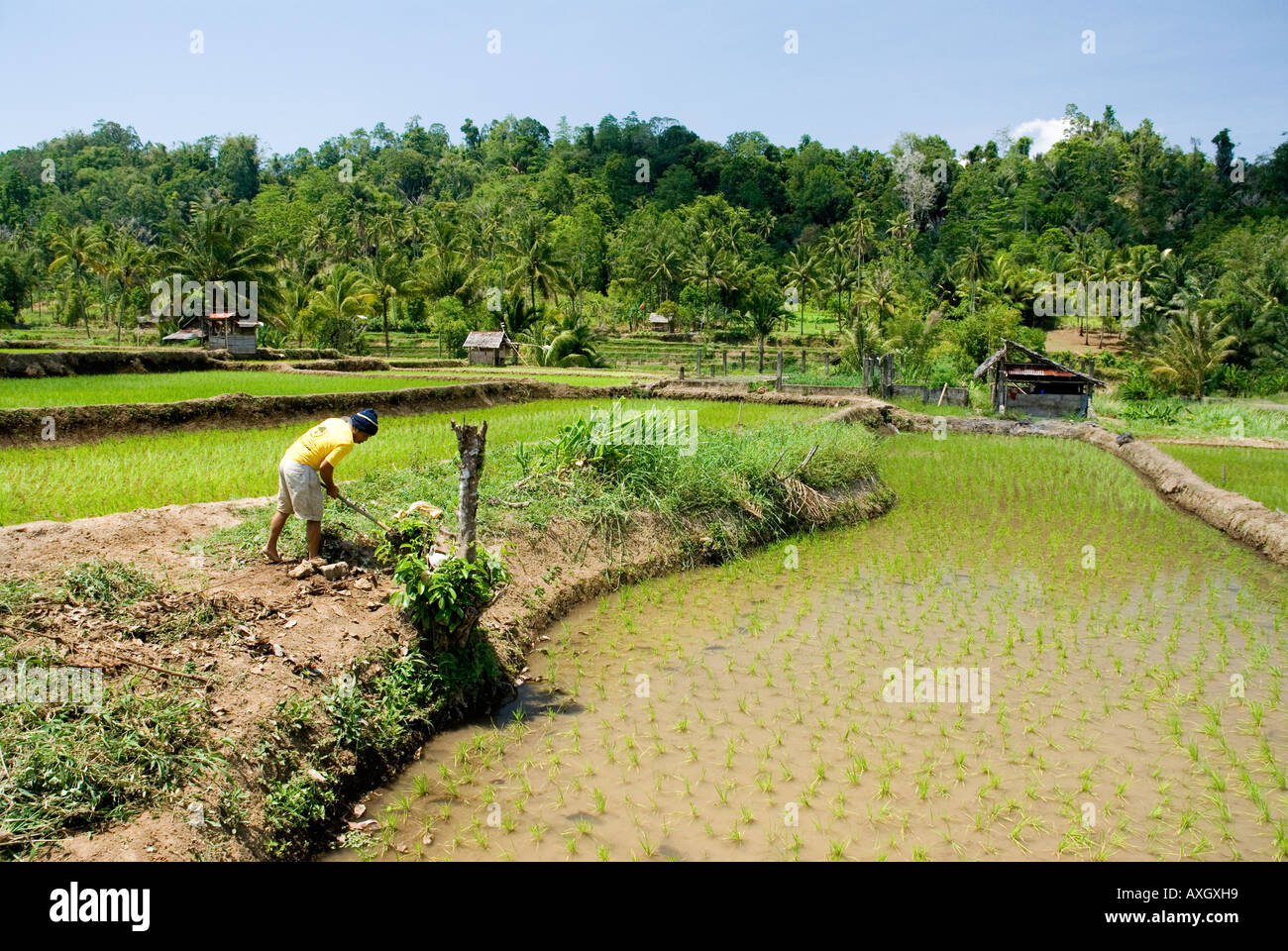 Rice cultivation paddy fields Minahasa Highlands Sulawesi Utara North ...