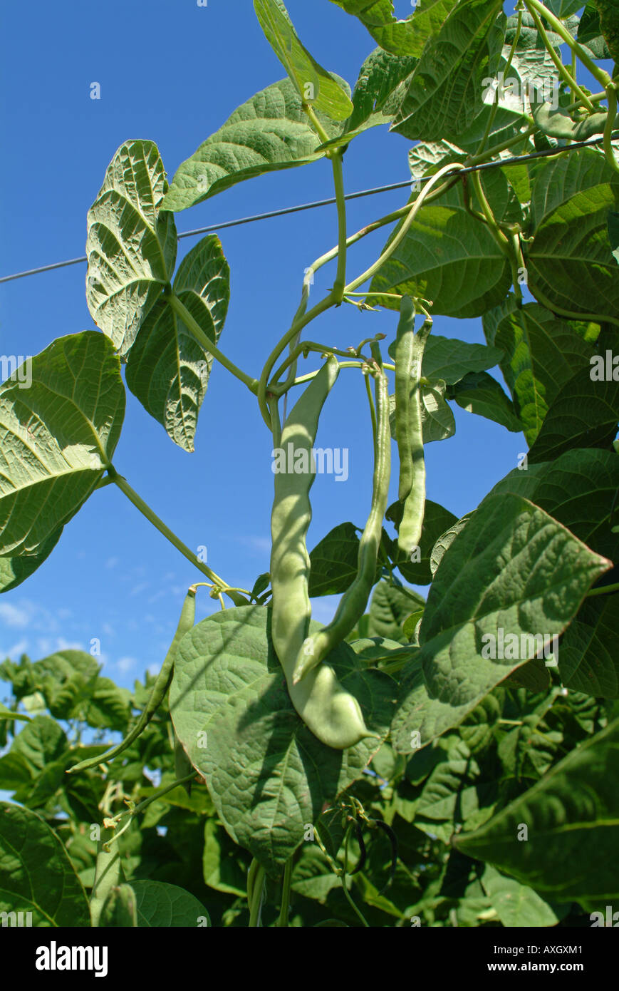 Bohnenanbau hi-res stock photography and images - Alamy