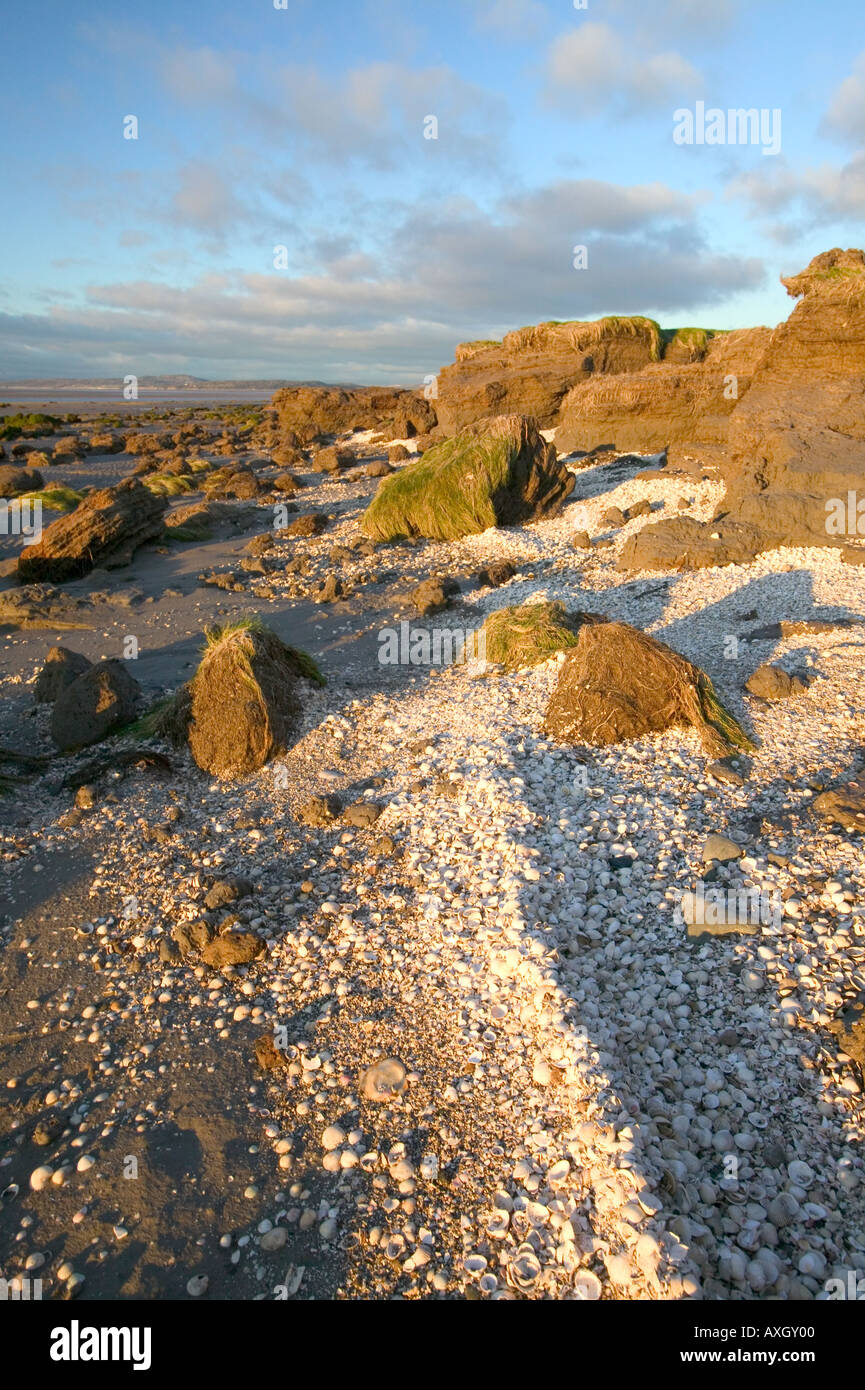 cockle shells washed up on salt marsh at Hest Bank, Morecambe Bay Stock ...