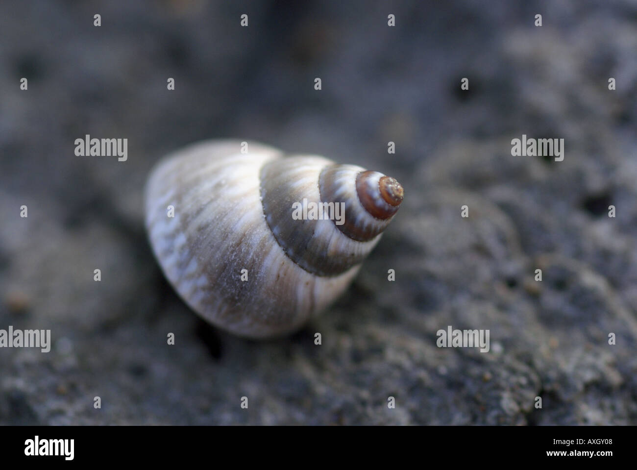 shell on dark rock Stock Photo - Alamy