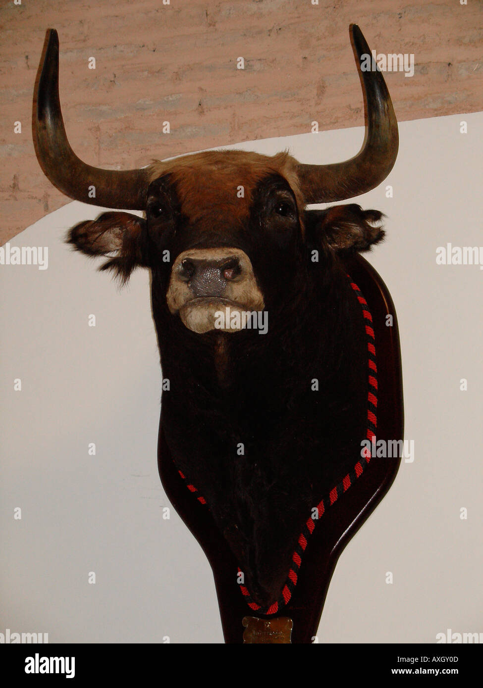 Mounted bulls head hi-res stock photography and images - Alamy