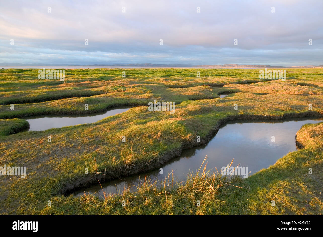 salt marsh at Hest Bank, Morecambe Bay Stock Photo - Alamy