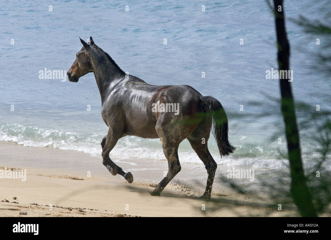horse galloping along the beach beside the sea Stock Photo - Alamy