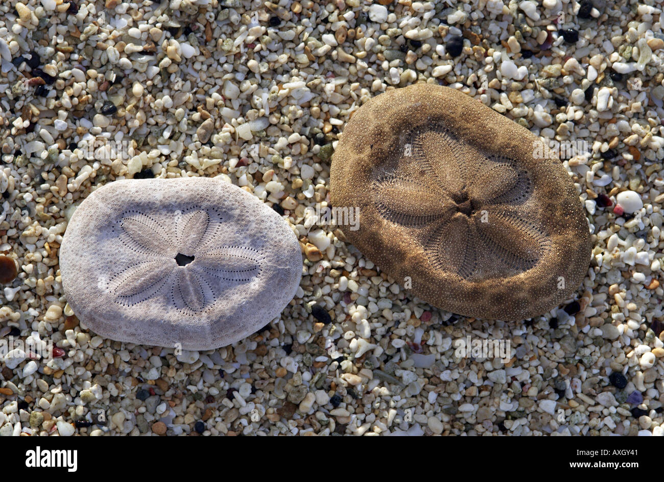 Sand dollars hi-res stock photography and images - Alamy