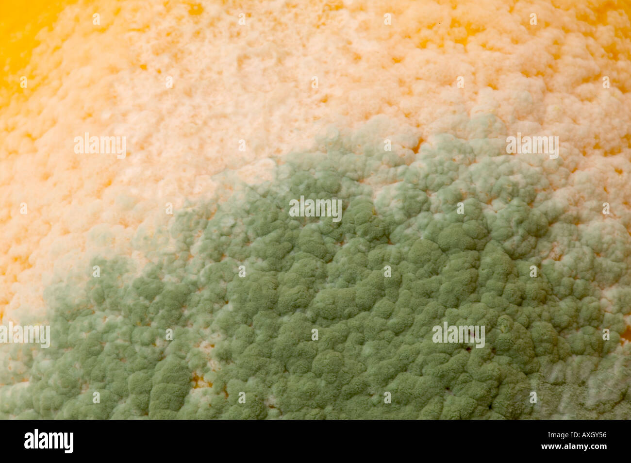 mould growing on a lemon Stock Photo - Alamy