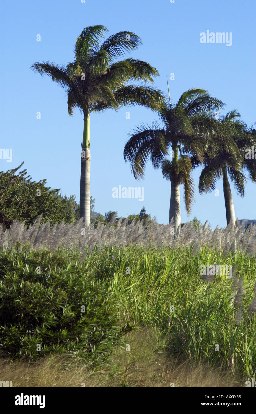 palm trees in sugar cane field Stock Photo - Alamy