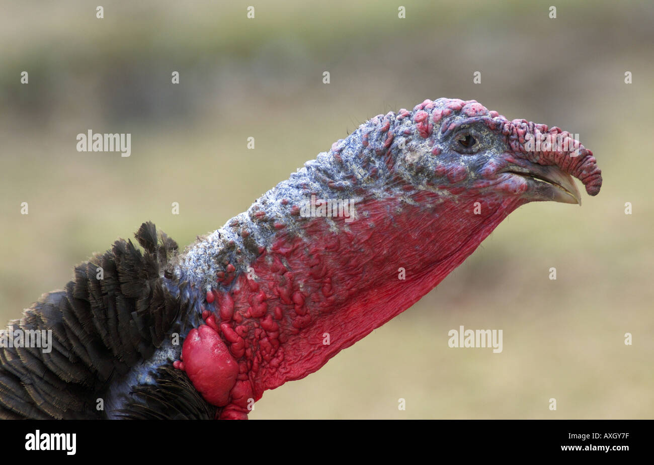 Turkey gobbling farm hi-res stock photography and images - Alamy