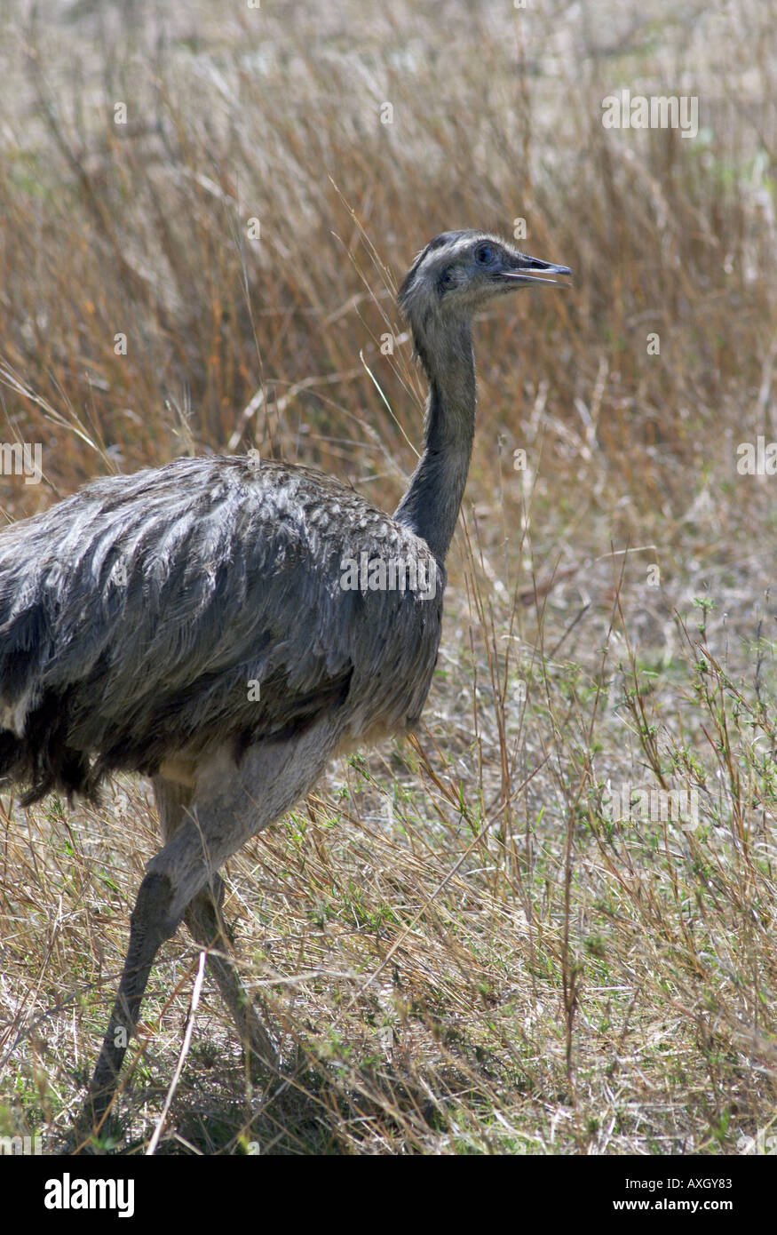 emu flightless bird Stock Photo - Alamy