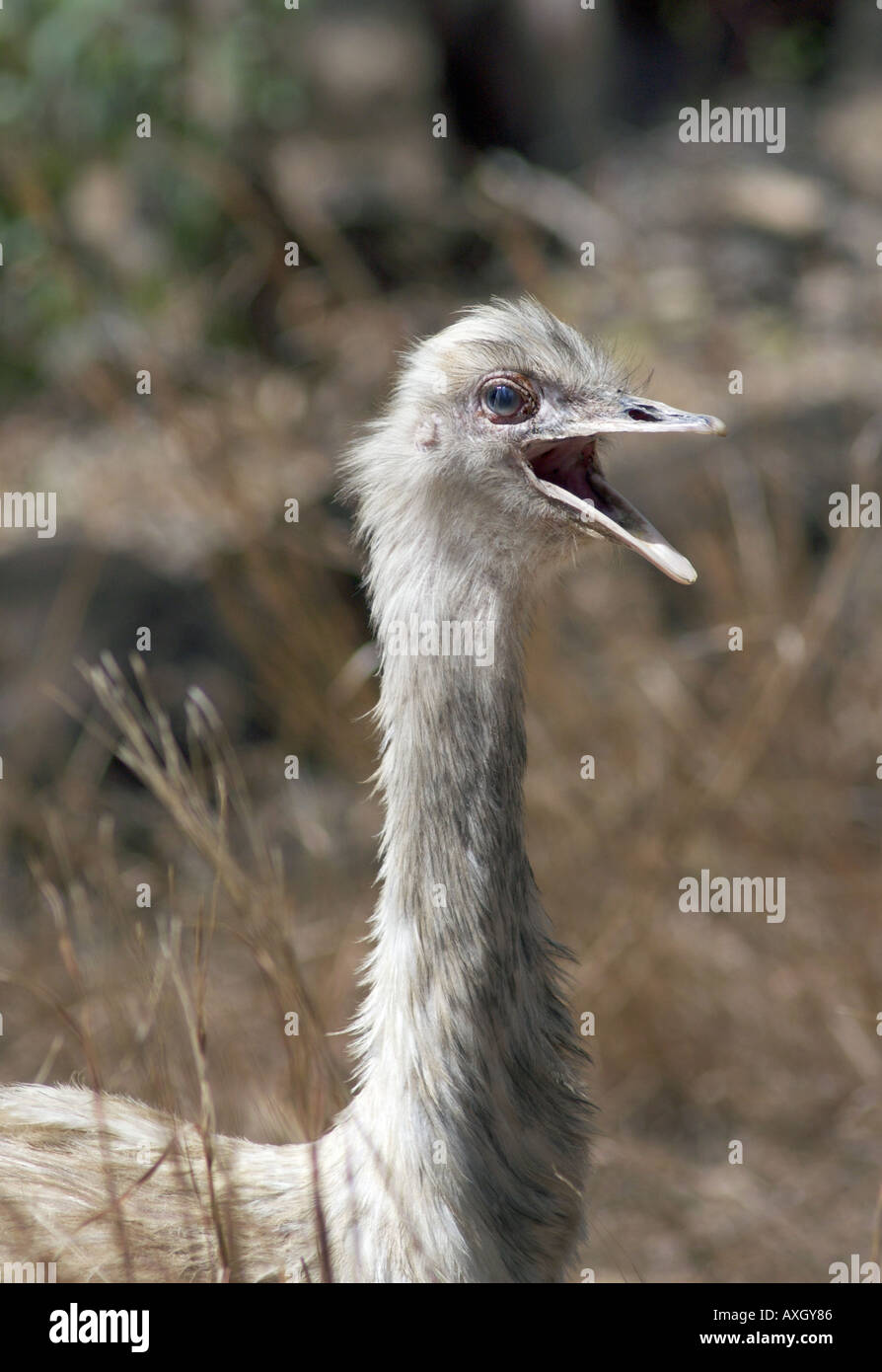 Casela bird park hi-res stock photography and images - Alamy