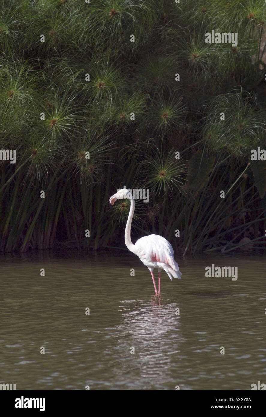 Tall flamingo hi-res stock photography and images - Alamy