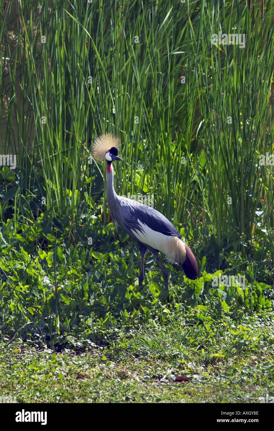african crowned crane Stock Photo - Alamy