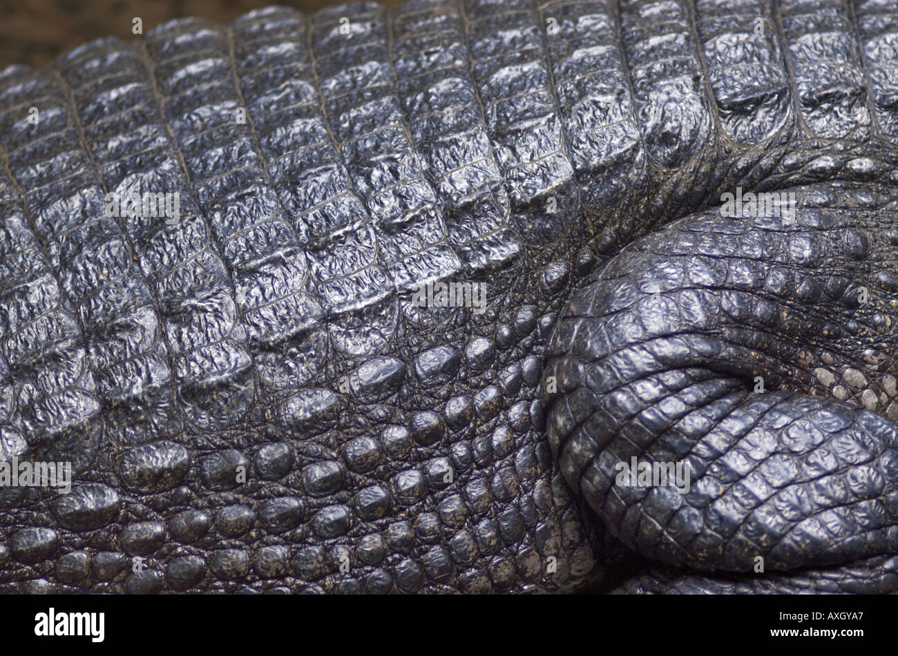 close up of brazilian caiman skin Stock Photo - Alamy