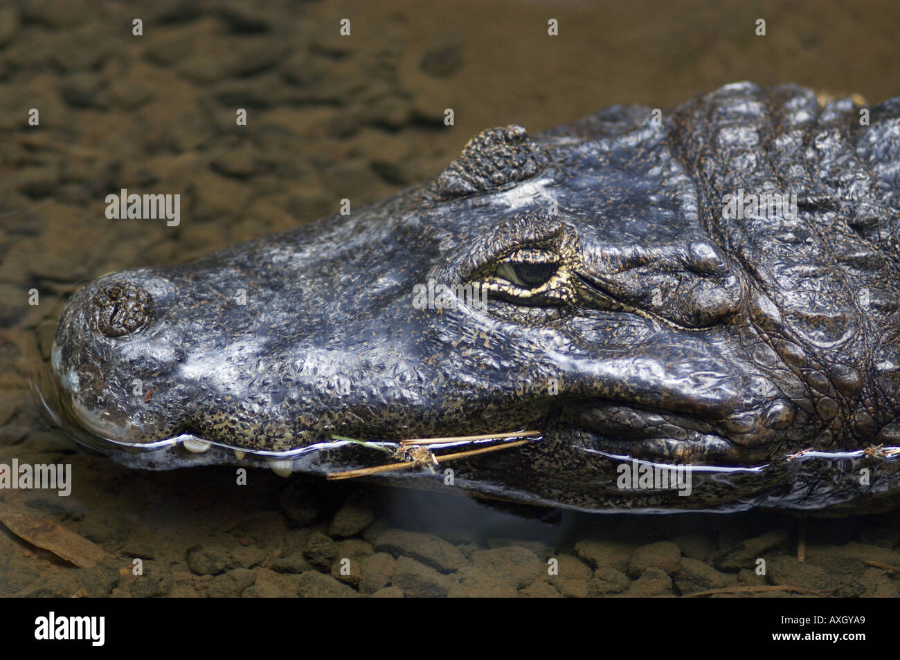 Young common caiman hi-res stock photography and images - Alamy