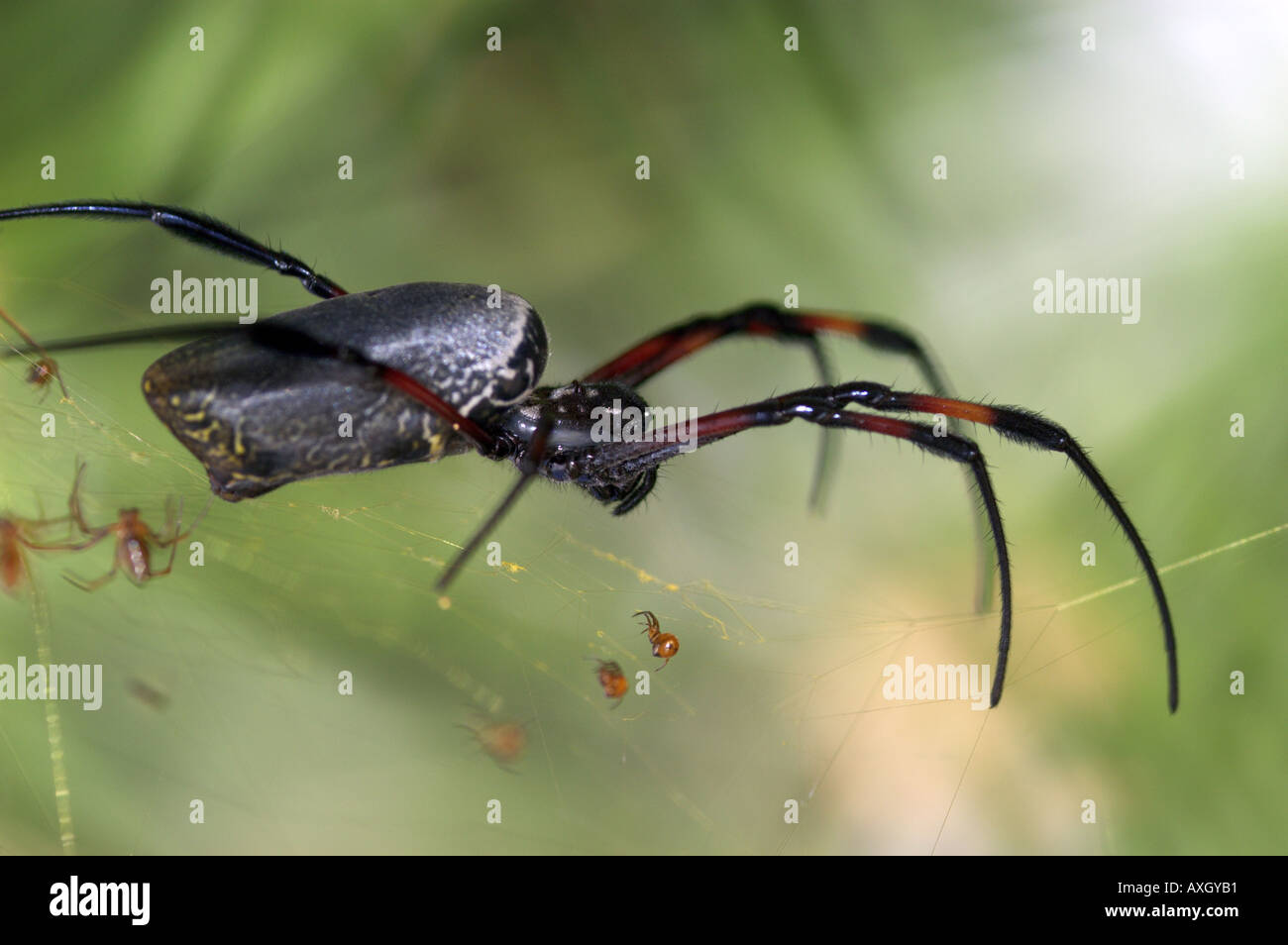 large spider on web - Nephila inaurata - Red-legged Golden Orb-web ...
