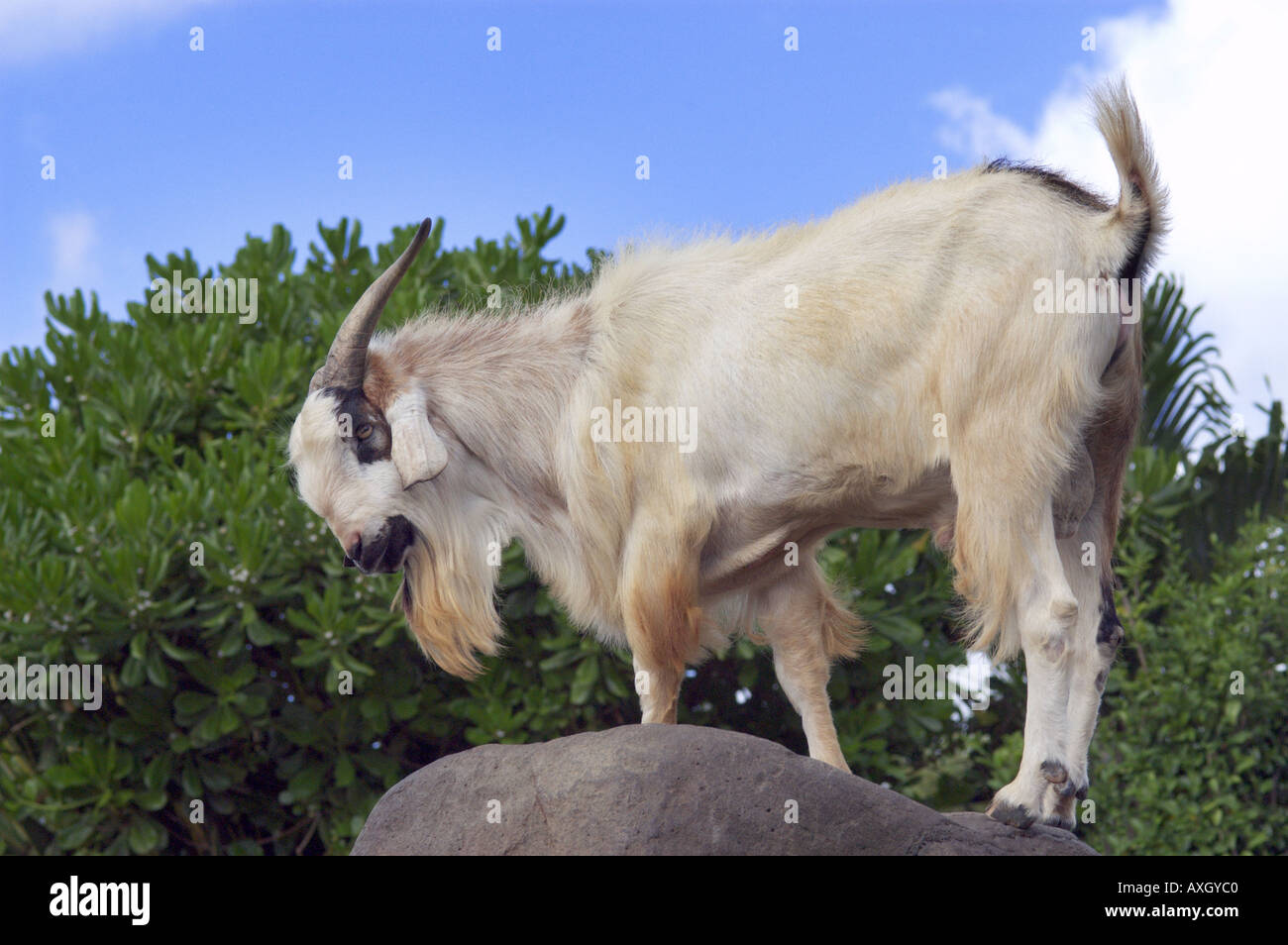 White goat hi-res stock photography and images - Alamy