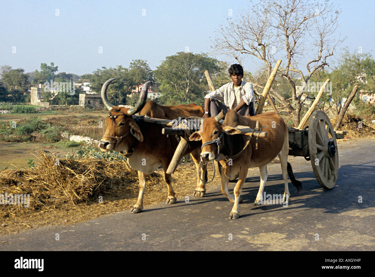 Bullock Cart Rajasthan Style Banswada District. India Stock Photo - Alamy