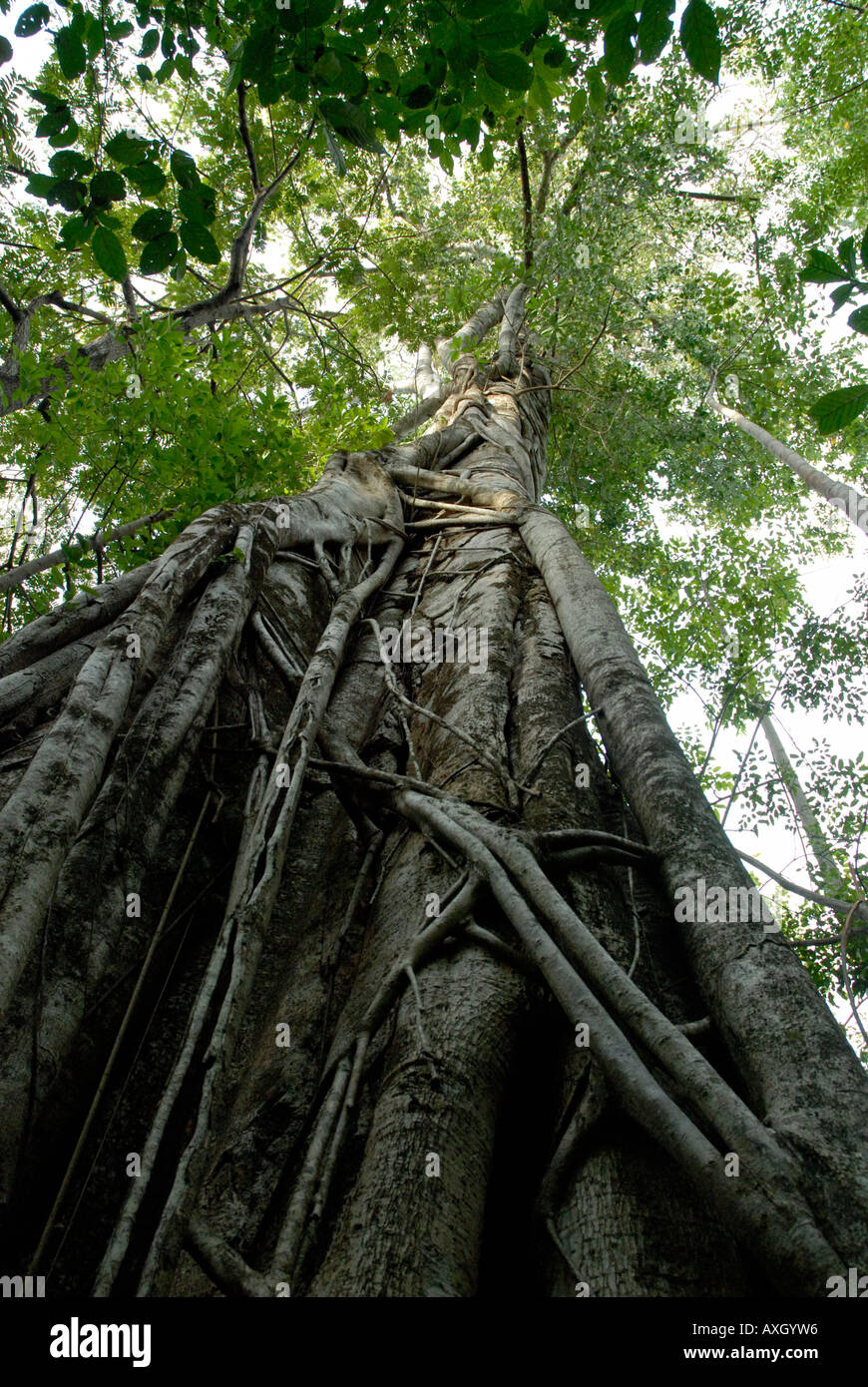 Duasudara nature reserve hi-res stock photography and images - Alamy