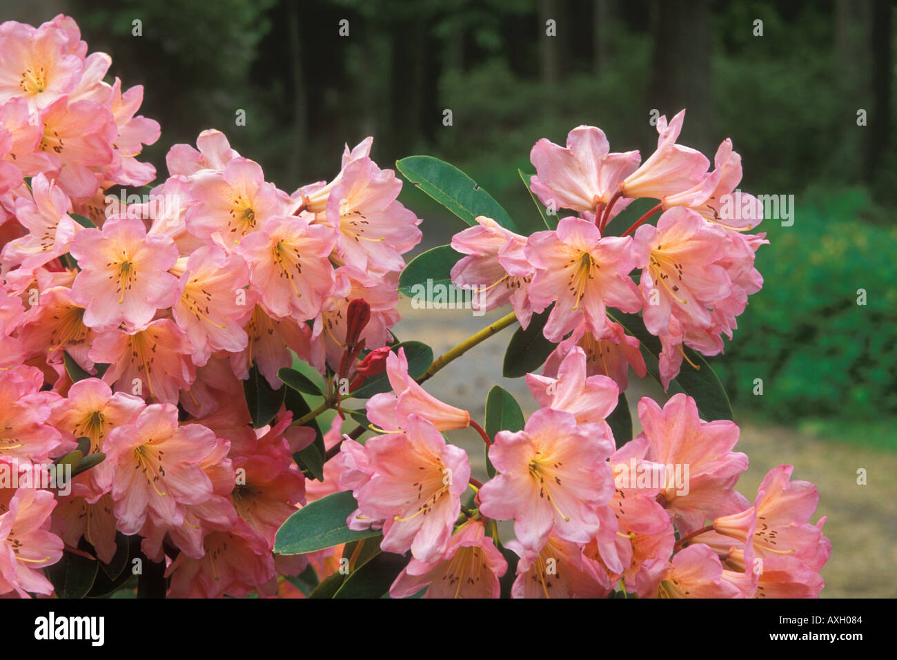 Rhododendron in bloom at Meerkerk Gardens Whidbey Island in Washington ...