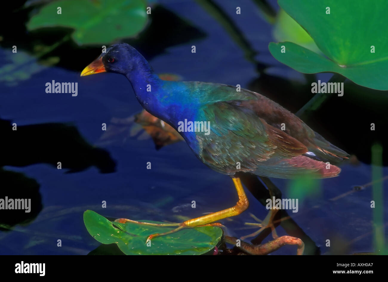 Purple Gallinule regarded as America s most beautiful wading bird at ...