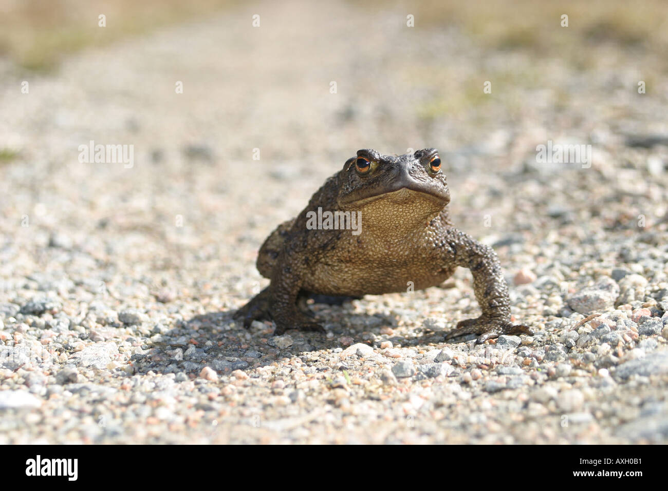 Frog walking at gravelroad Stock Photo - Alamy