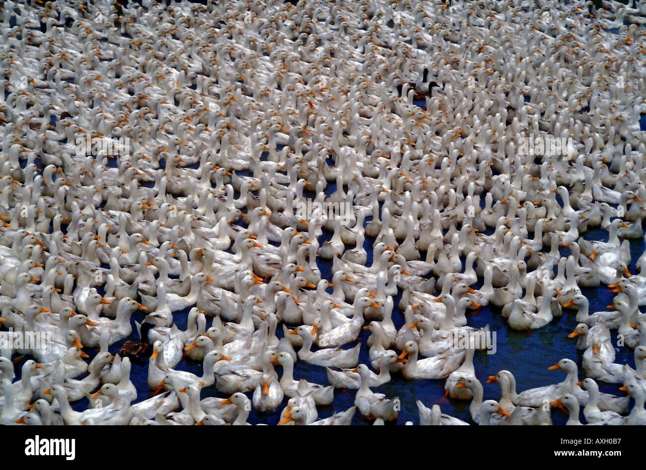 White ducks pond hi-res stock photography and images - Alamy