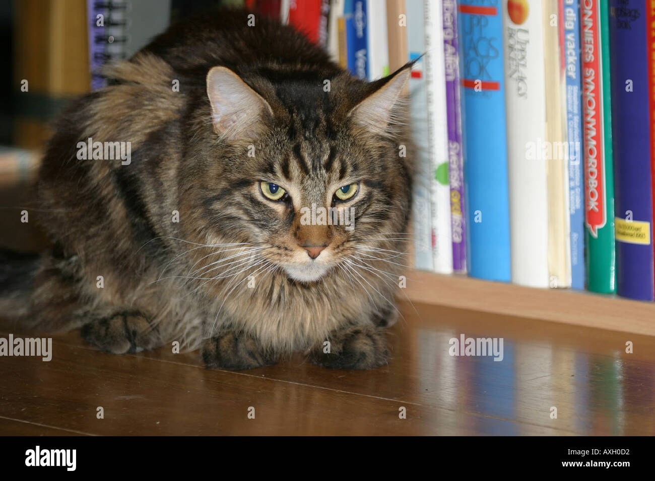 Kitties hi-res stock photography and images - Alamy