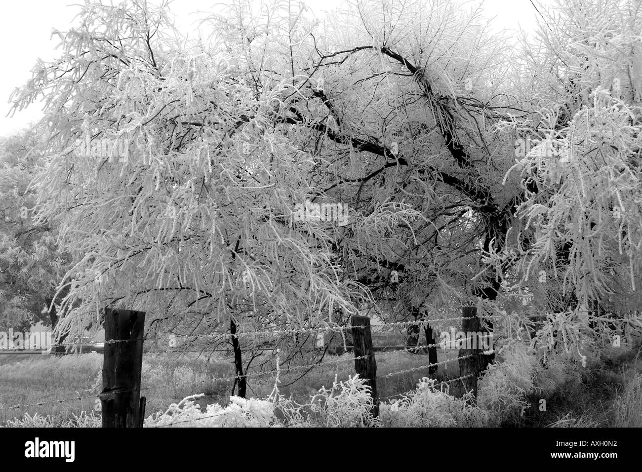 Freezing Fog On Trees on Central Oregon Stock Photo - Alamy
