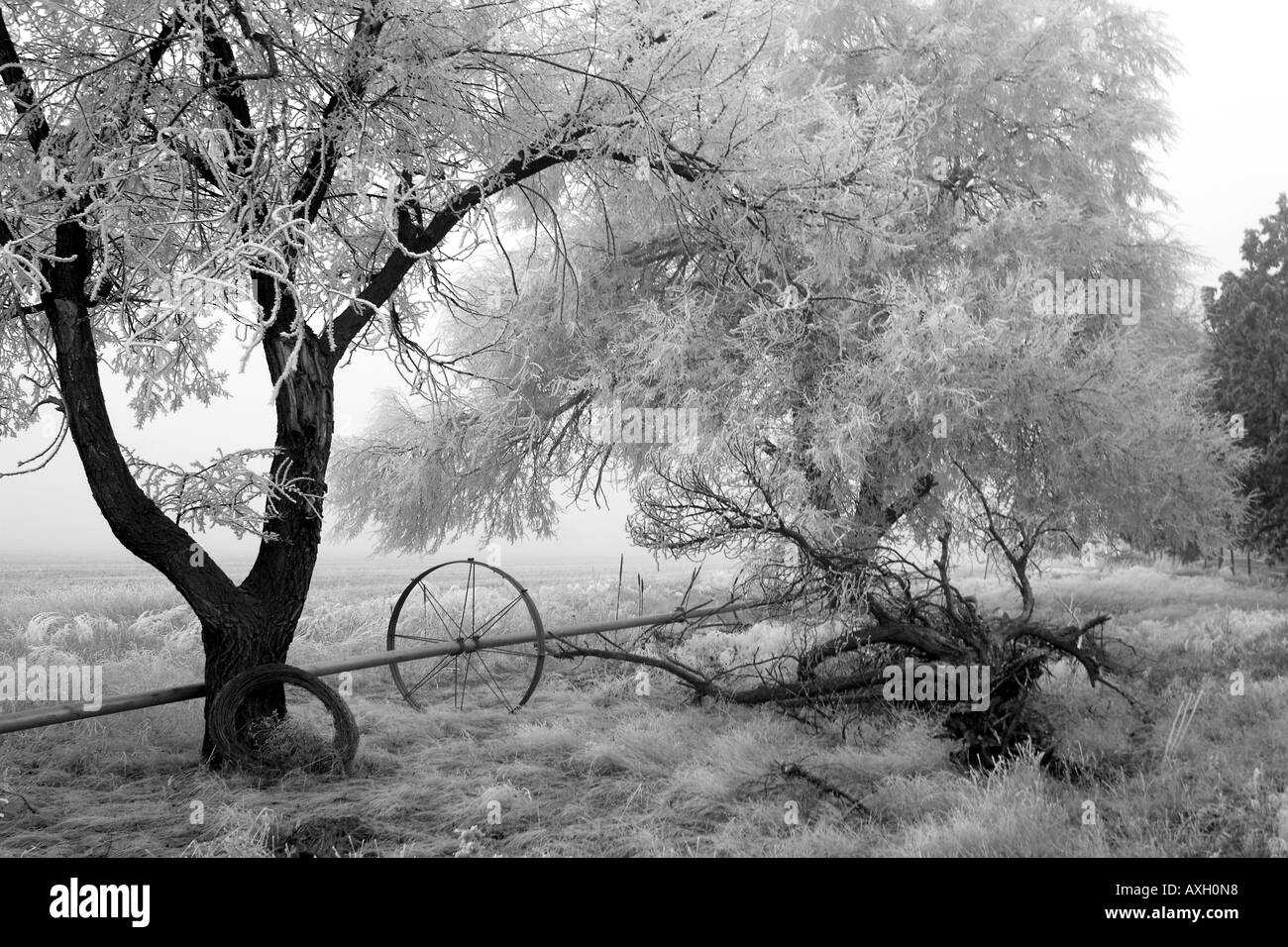 Freezing Fog On Trees on Central Oregon Stock Photo - Alamy