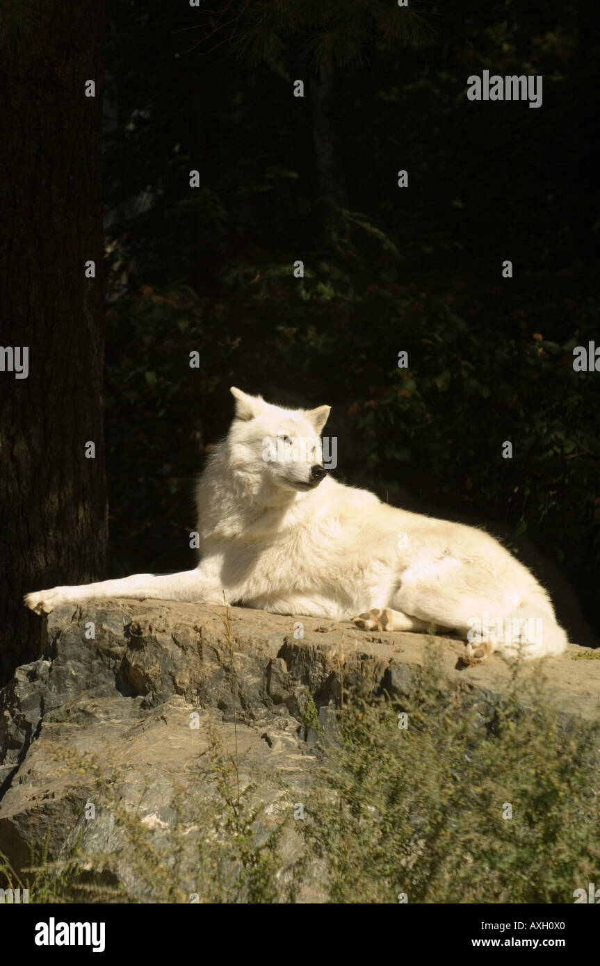 A CAPTIVE ARCTIC WOLF LYING ON A ROCK AT THE INTERNATIONAL WOLF CENTER ...