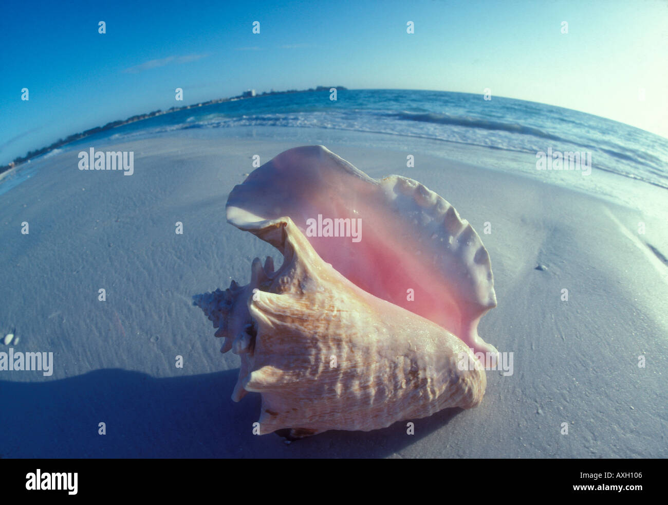 waves wash up on large conch shell lying on beach in Sarasota Florida ...
