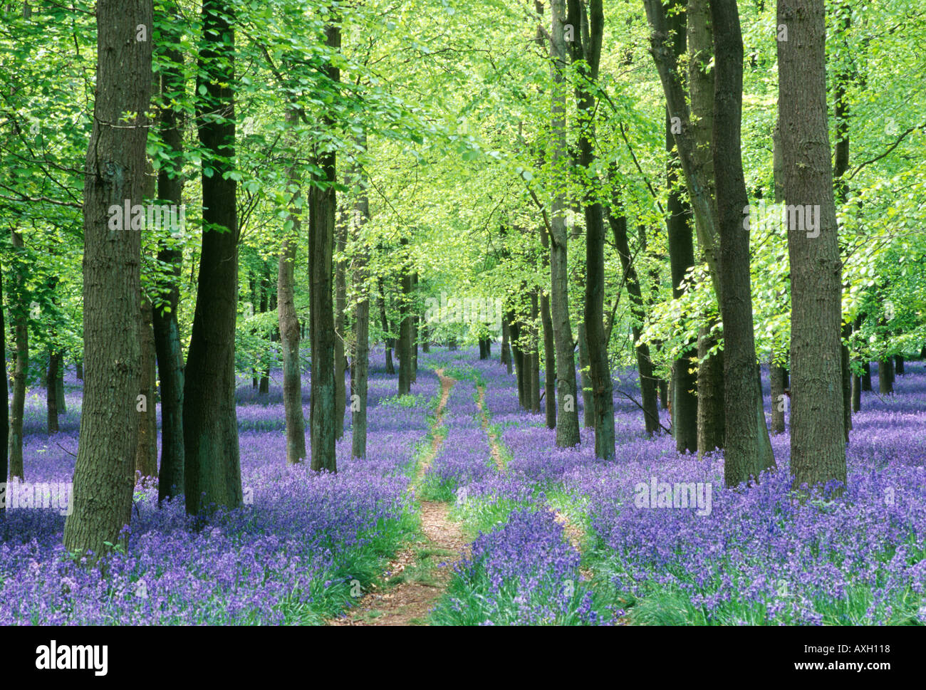 English bluebell woods images hi-res stock photography and images - Alamy