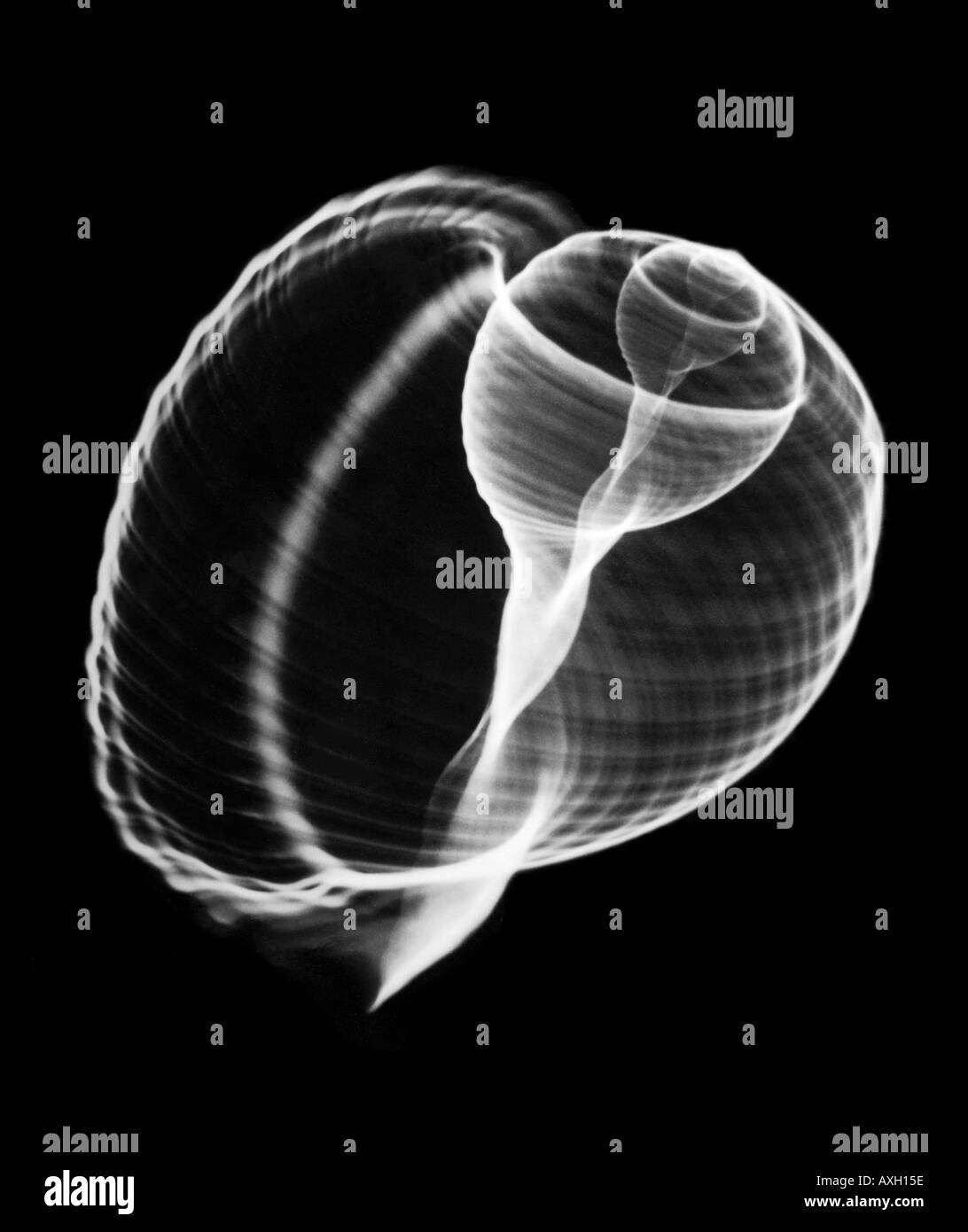 Shell x ray hi-res stock photography and images - Alamy