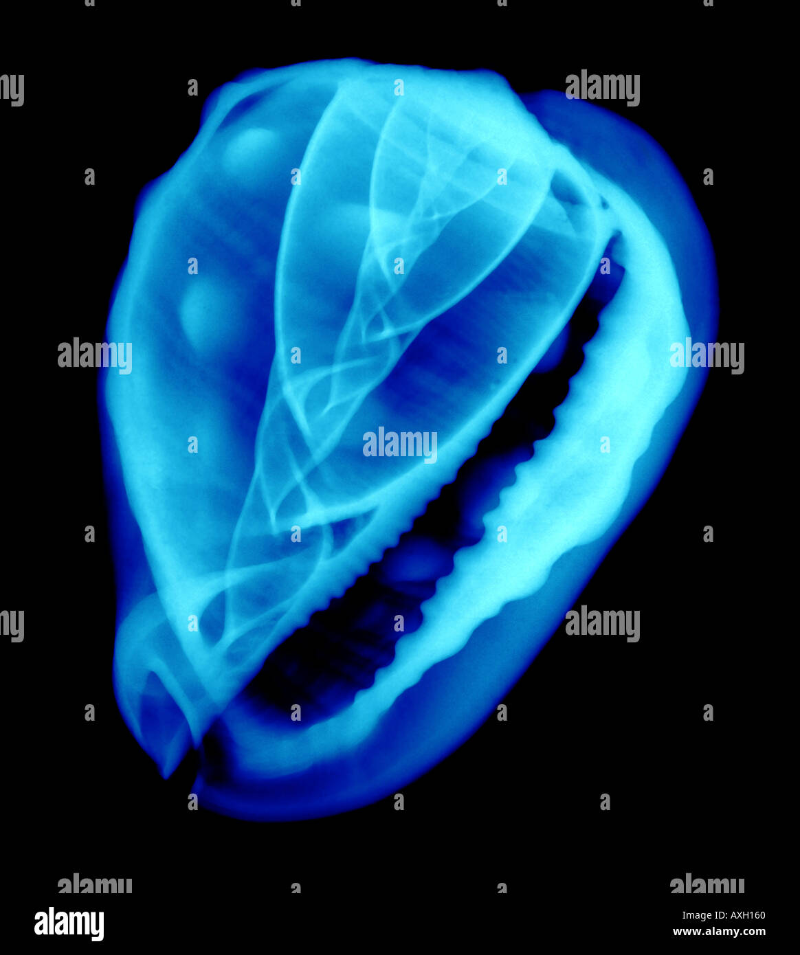 Sea shell radiograph hi-res stock photography and images - Alamy