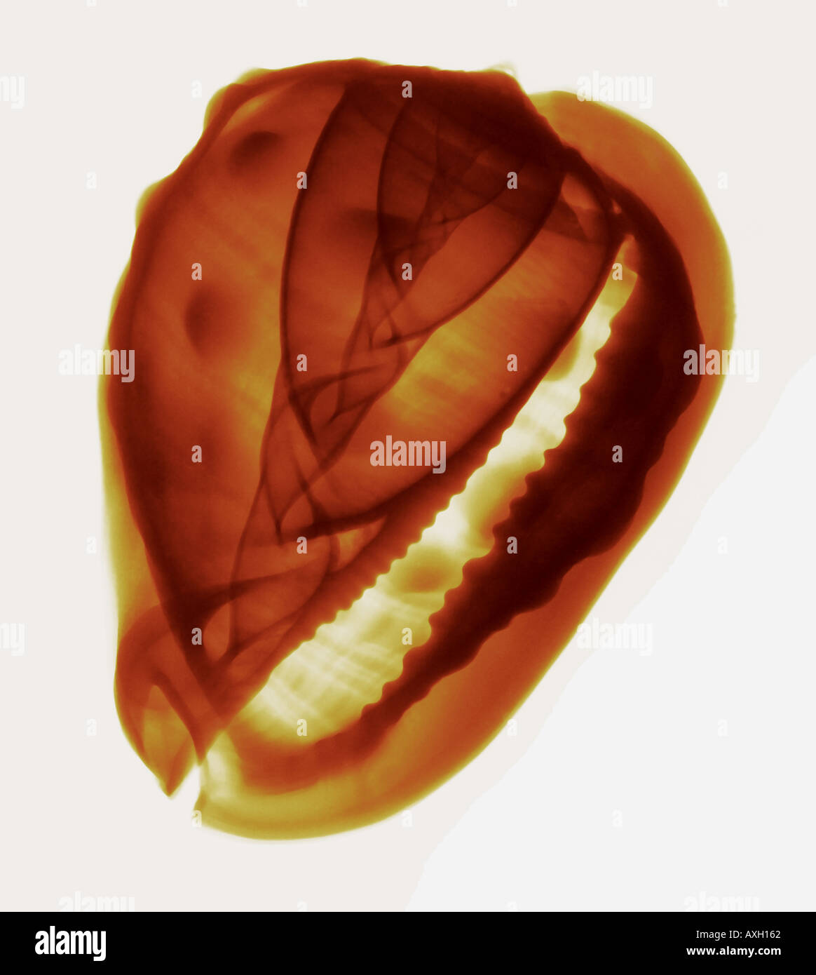 Sea shell radiograph hi-res stock photography and images - Alamy