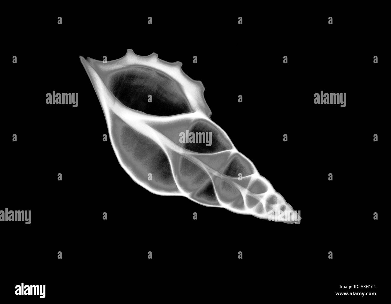 Tibia shell hi-res stock photography and images - Alamy