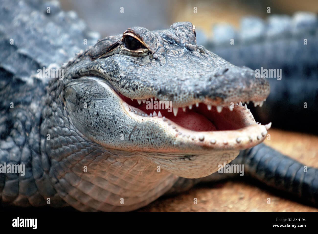 Aligator florida hi-res stock photography and images - Alamy