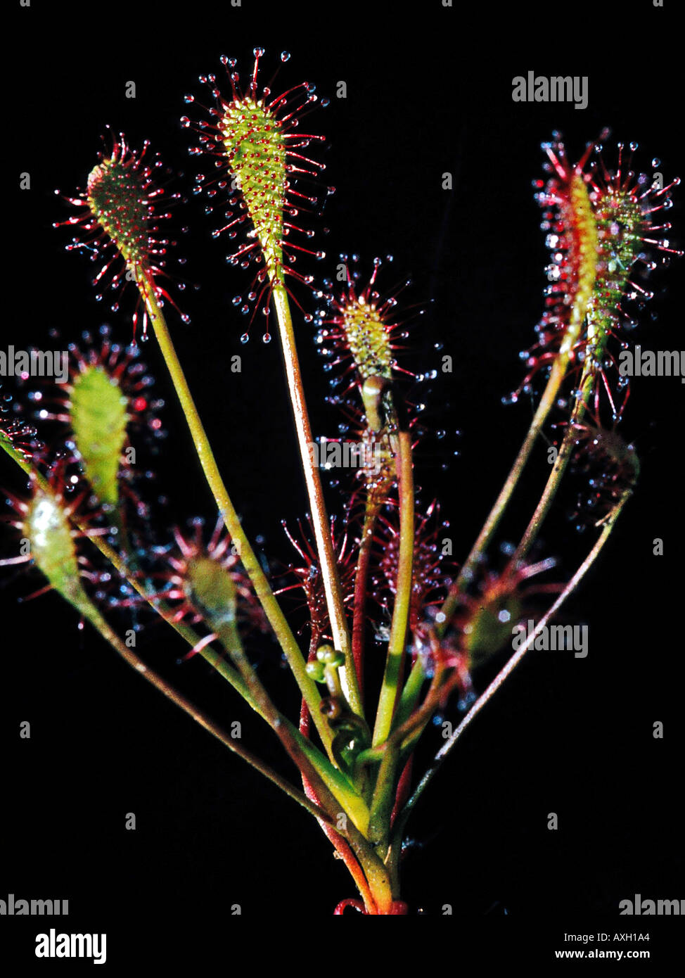 Sundew flower dark background Germany Stock Photo - Alamy