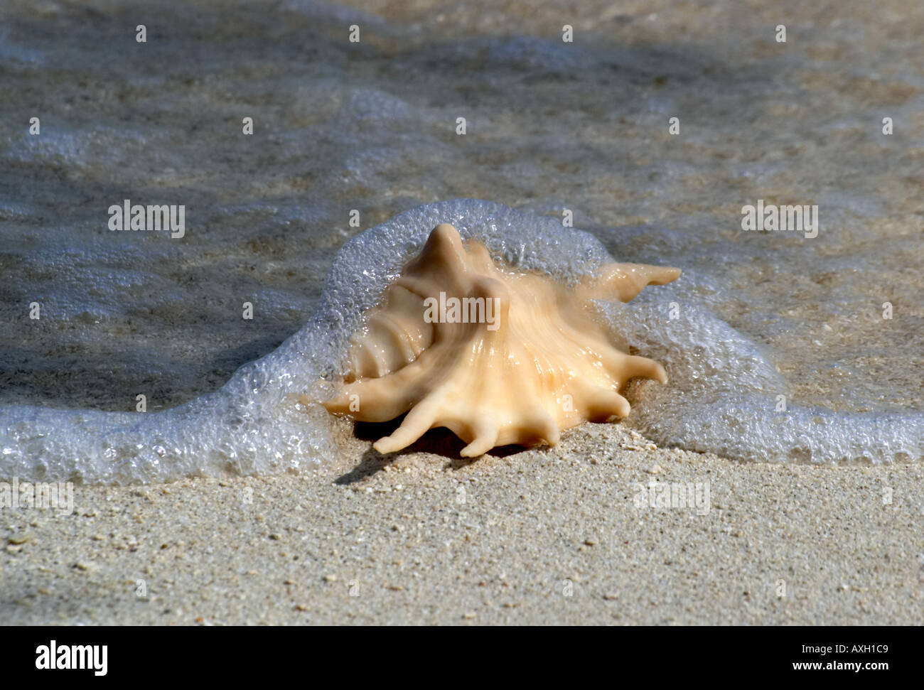 Water edge shell hi-res stock photography and images - Alamy