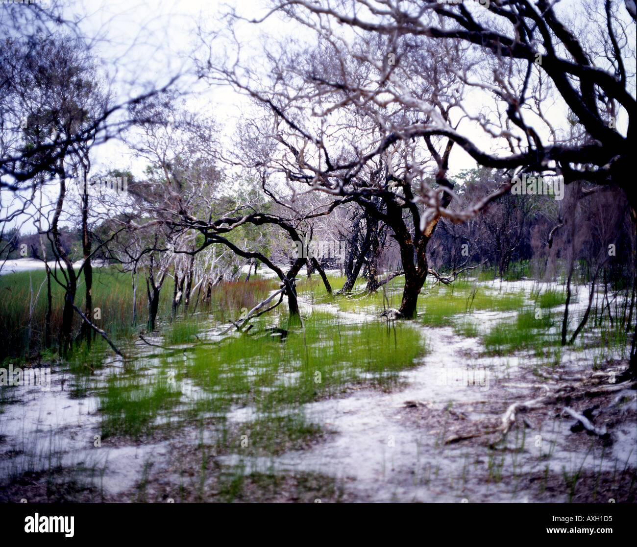 Salt land dead wood trees hi-res stock photography and images - Alamy